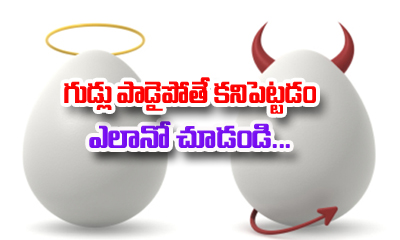 How to know if eggs are decayed