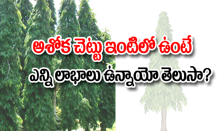 అశోక చెట్టు ఇంటిలో ఉంటే ఎన్ని లాభాలు ఉన్నాయో తెలుసా