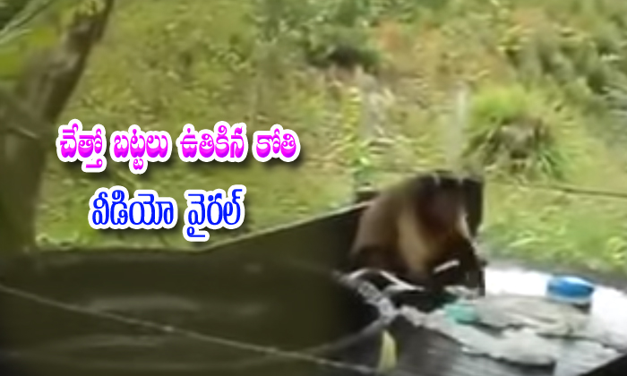 చేత్తో బట్టలు ఉతికిన కోతి,వీడియో వైరల్