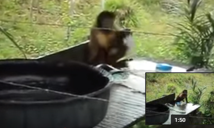 చేత్తో బట్టలు ఉతికిన కోతి,వీడియో వైరల్