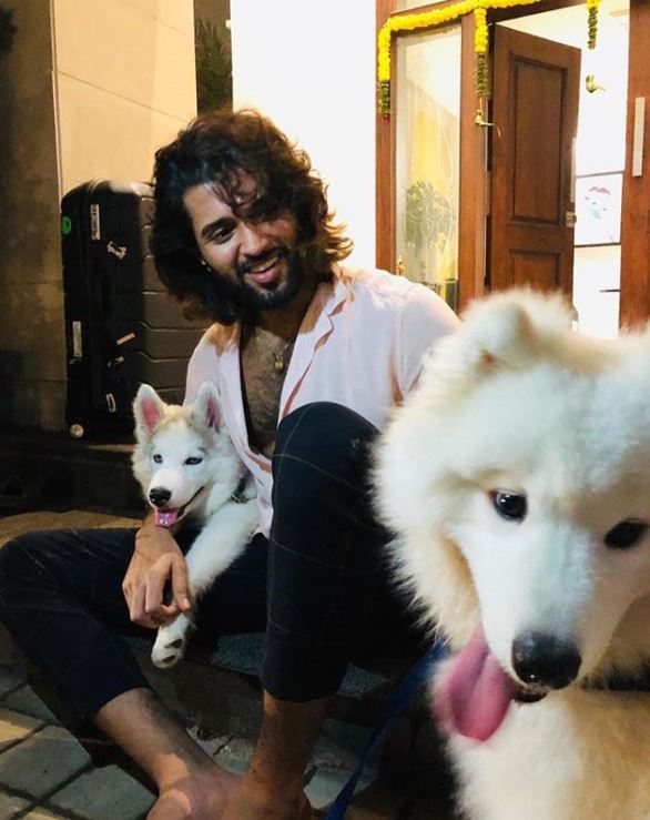 Meet Vijay Devarakonda’s stress busters - @chester.thesamoyed ...