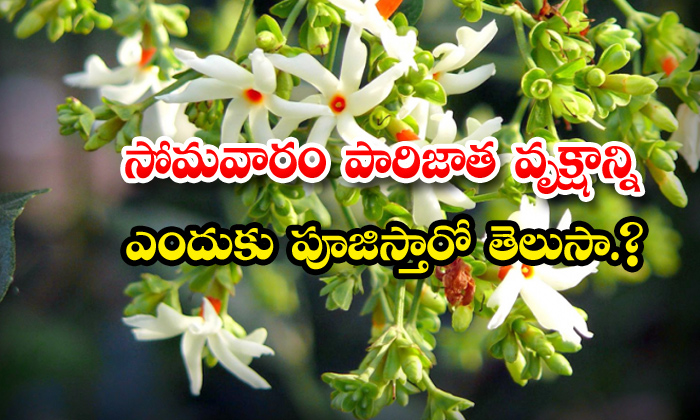 Parijata Flower In Telugu | Best Flower Site