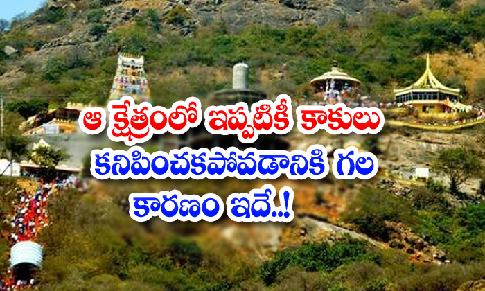 ఆ క్షేత్రంలో ఇప్పటికీ కాకులు కనిపించకపోవడానికి గల కారణం ఇదే..