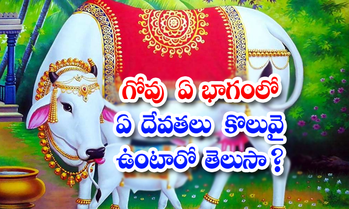 గోవు ఏ భాగంలో ఏ దేవతలు కొలువై ఉంటారో తెలుసా | Interesting Facts About ...