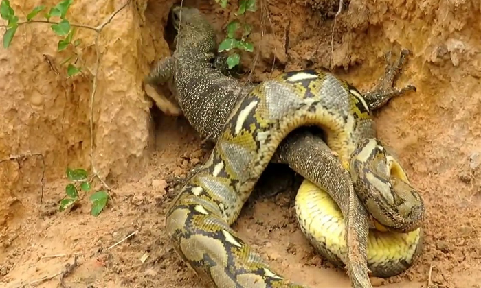 ఉడుముకు చుక్కలు చూపించిన కొండచిలువ.. వీడియో వైరల్..