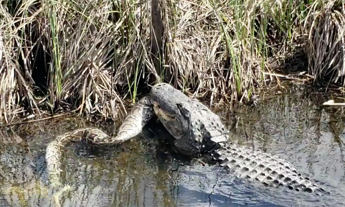 ఈ కొండచిలువకు కోపం ఎక్కువ..మొసలిని ఏం చేసిందో తెలుసా...