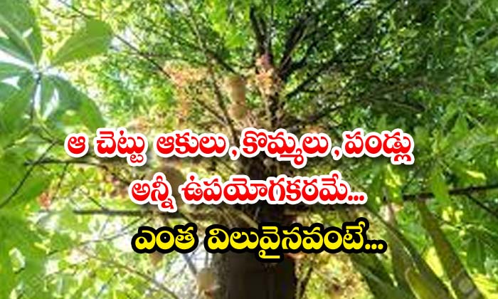 ఆ చెట్టు ఆకులు, కొమ్మ‌లు, పండ్లు అన్నీ ఉప‌యోగ‌క‌ర‌మే.. ఎంత విలువైన‌వంటే..