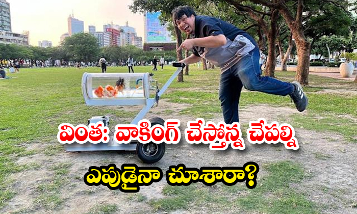 వింత: వాకింగ్ చేస్తోన్న చేపల్ని ఎపుడైనా చూశారా