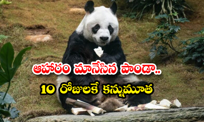 ఆహారం మానేసిన పాండా.. 10 రోజులకే కన్నుమూత
