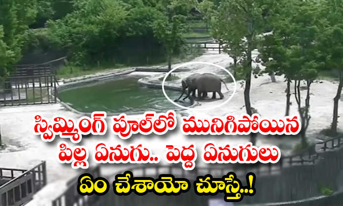 స్విమ్మింగ్ పూల్‌లో మునిగిపోయిన పిల్ల ఏనుగు.. పెద్ద ఏనుగులు ఏం చేశాయో ...