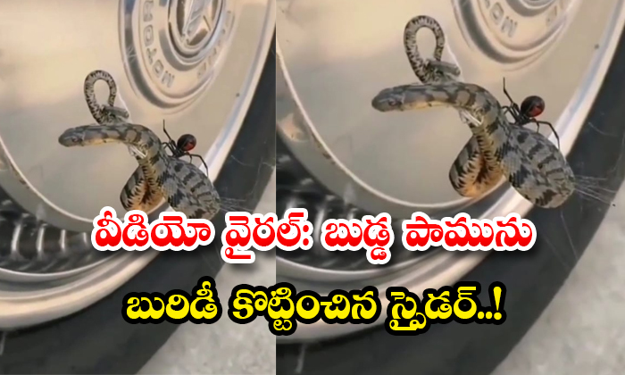 వీడియో వైరల్: బుడ్డ పామును బురిడీ కొట్టించిన స్పైడర్.. | Viral Video ...