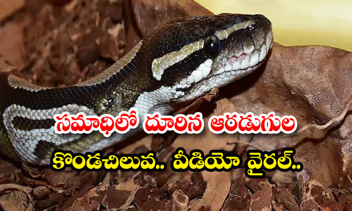 సమాధిలో దూరిన ఆరడుగుల కొండచిలువ.. వీడియో వైరల్.. | Python Found In A Graveyard At Falaknuma ...