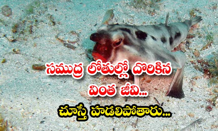 సముద్ర లోతుల్లో దొరికిన వింత జీవి.. చూస్తే హడలిపోతారు..