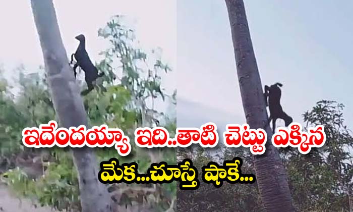 ఇదేందయ్యా ఇది.. తాటి చెట్టు ఎక్కిన మేక.. చూస్తే షాకే..