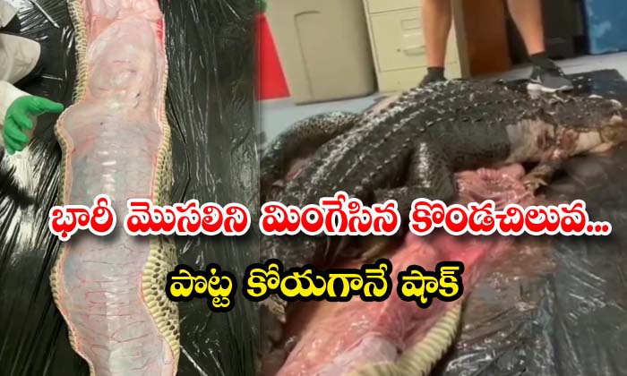 Python Crocodile : భారీ మొసలిని మింగేసిన కొండచిలువ.. పొట్ట కోయగానే షాక్ ...