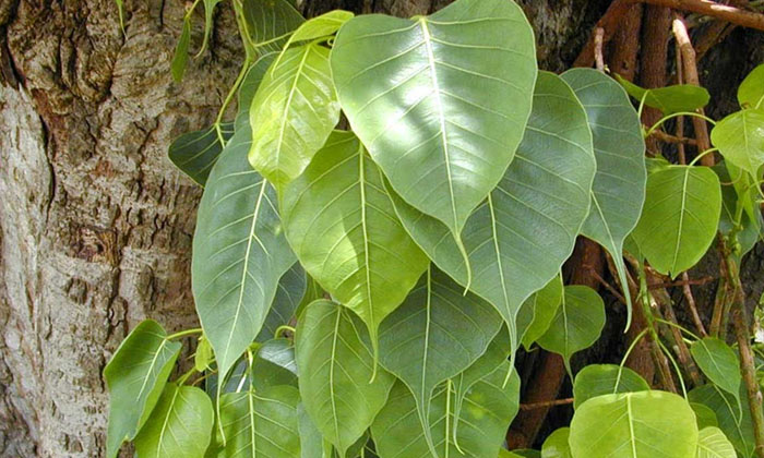 రావి చెట్టు చుట్టూ ప్రదక్షిణలు చేయడం వల్ల ఏం జరుగుతుందో తెలుసా..