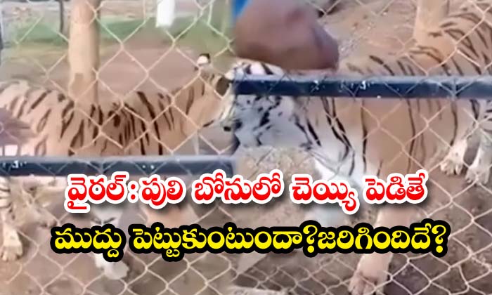 వైరల్: పులి బోనులో చెయ్యి పెడితే ముద్దు పెట్టుకుంటుందా జరిగిందిదే
