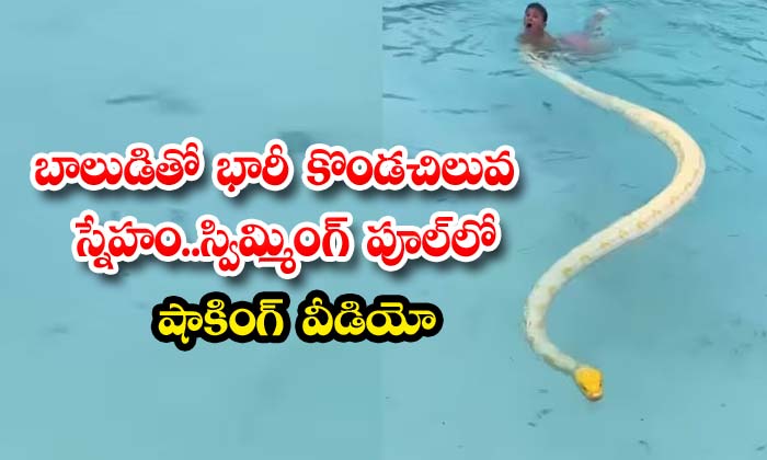 బాలుడితో భారీ కొండచిలువ స్నేహం.. స్విమ్మింగ్‌పూల్‌లో షాకింగ్ వీడియో