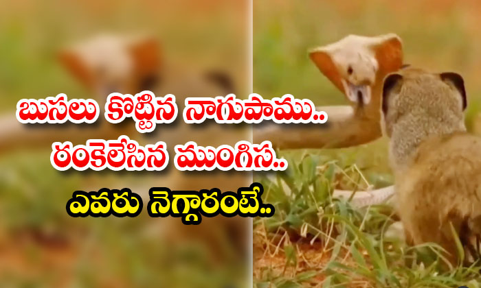 బుసలు కొట్టిన నాగుపాము.. రంకెలేసిన ముంగిస.. ఎవరు నెగ్గారంటే.. | Cobra ...