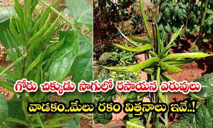 గోరు చిక్కుడు సాగులో రసాయన ఎరువులు వాడకం.. మేలు రకం విత్తనాలు ఇవే..
