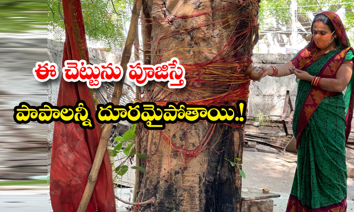 ఈ చెట్టును పూజిస్తే పాపాలన్నీ దూరమైపోతాయి..