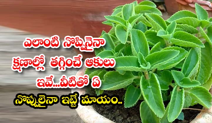 ఎలాంటి నొప్పినైనా క్షణాల్లో తగ్గించే ఆకులు ఇవే.. వీటితో ఏ నొప్పులైనా ...