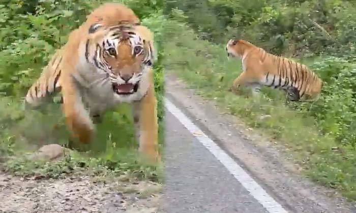 పులితో పరాచికాలా... టూరిస్ట్‌ని పరుగులంకించిన పులి