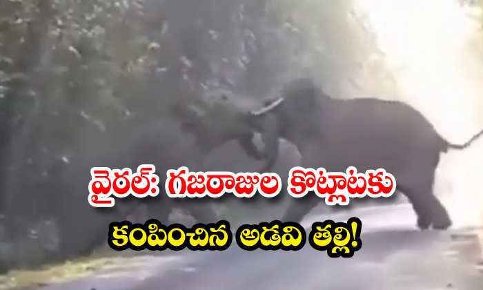 వైరల్: గజరాజుల కొట్లాటకు కంపించిన అడవి తల్లి | Viral The Mother Of The ...