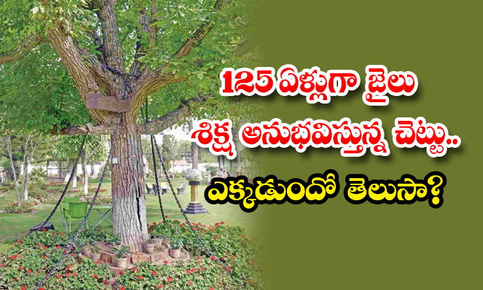 125 ఏళ్లుగా జైలు శిక్ష అనుభవిస్తున్న చెట్టు.. ఎక్కడుందో తెలుసా