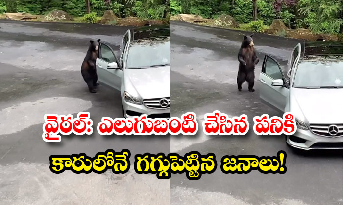 వైరల్: ఎలుగుబంటి చేసిన పనికి కారులోనే గగ్గుపెట్టిన జనాలు | Bear Tries To Get Into Family Car ...