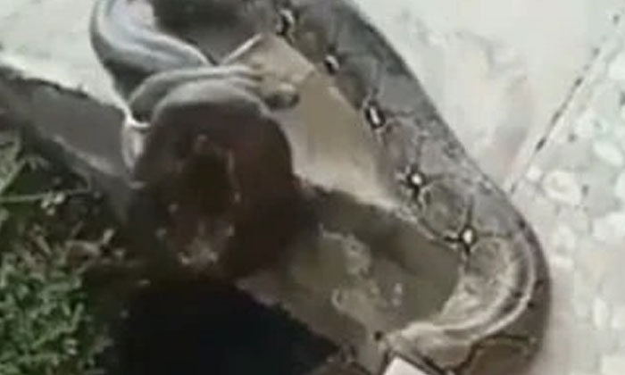 భారీ కొండచిలువను రక్షించిన స్థానికులు.. వీడియో వైరల్