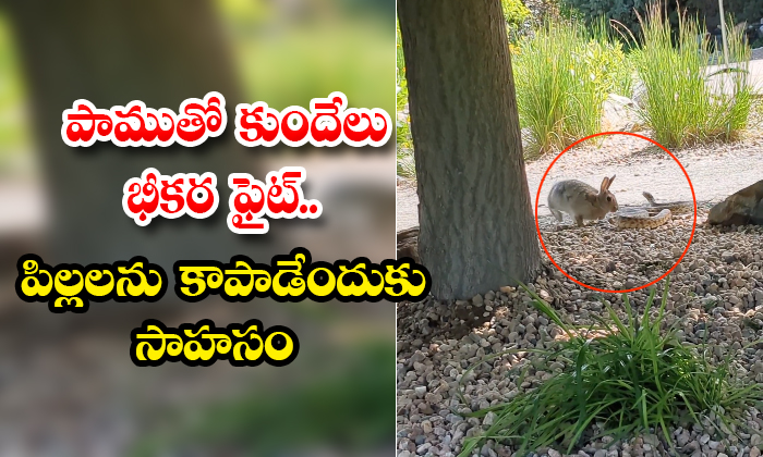 పాముతో కుందేలు భీకర ఫైట్.. పిల్లలను కాపాడేందుకు సాహసం