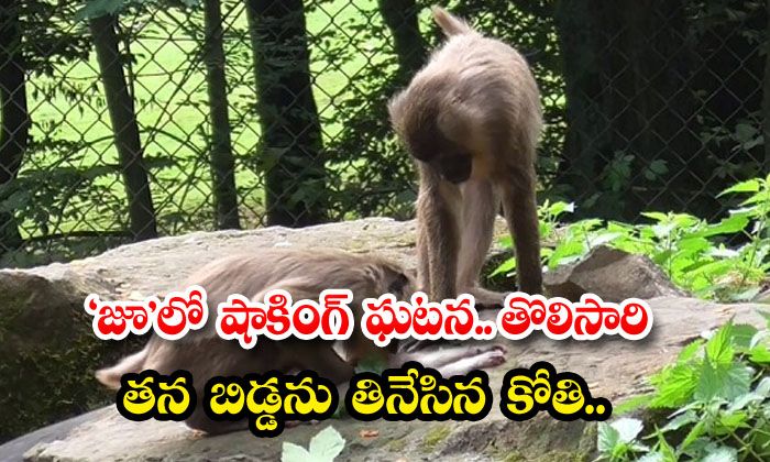 జూలో షాకింగ్ ఘటన.. తొలిసారి తన బిడ్డను తినేసిన కోతి.. | Shocking ...