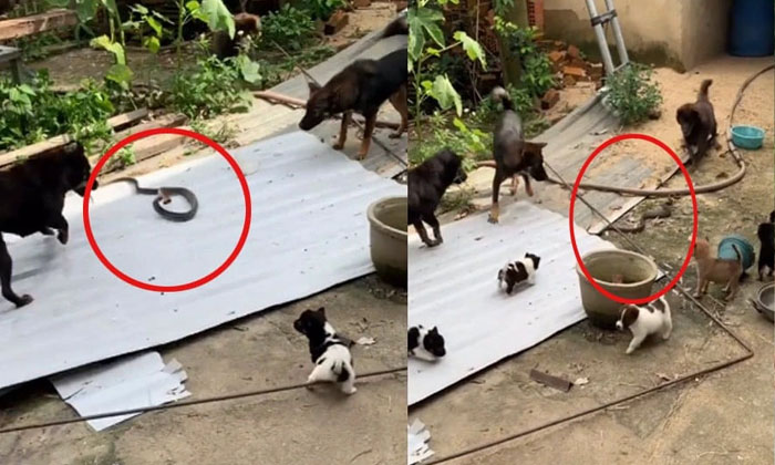 వైరల్ వీడియో.. పాముని వెంటాడి వెంటాడి చంపేసిన కుక్కలు..