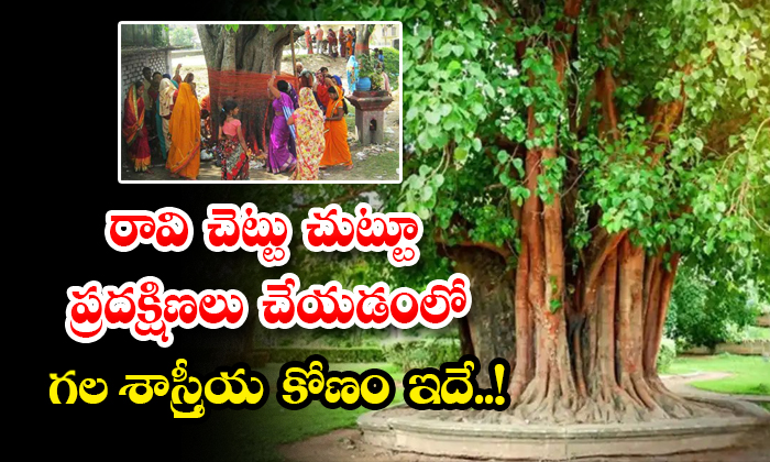రావి చెట్టు చుట్టూ ప్రదక్షిణలు చేయడంలో గల శాస్త్రీయ కోణం ఇదే..