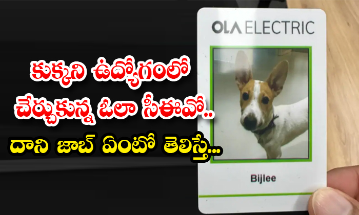 కుక్కని ఉద్యోగంలో చేర్చుకున్న ఓలా సీఈవో.. దాని జాబ్ ఏంటో తెలిస్తే ...