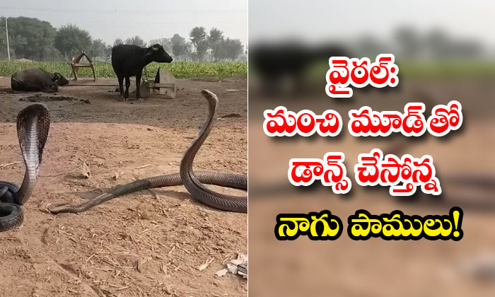 వైరల్: మంచి మూడ్ తో డాన్స్ చేస్తోన్న నాగు పాములు | King Cobra Snakes Dancing Video Viral Details ...