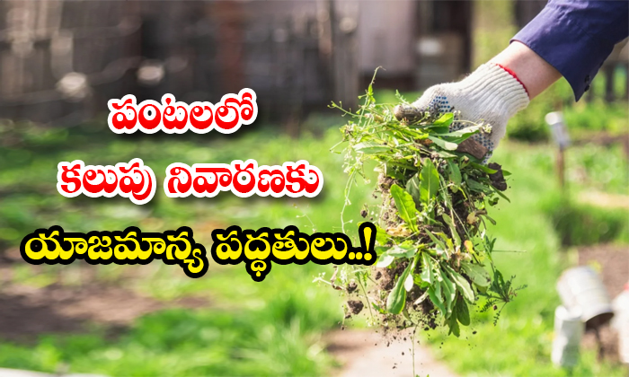 పంటలలో కలుపు నివారణకు యాజమాన్య పద్ధతులు..