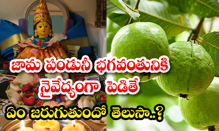 జామ పండునీ భగవంతునికి నైవేద్యంగా పెడితే ఏం జరుగుతుందో తెలుసా..