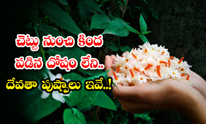 Parijata Flower In Telugu | Best Flower Site