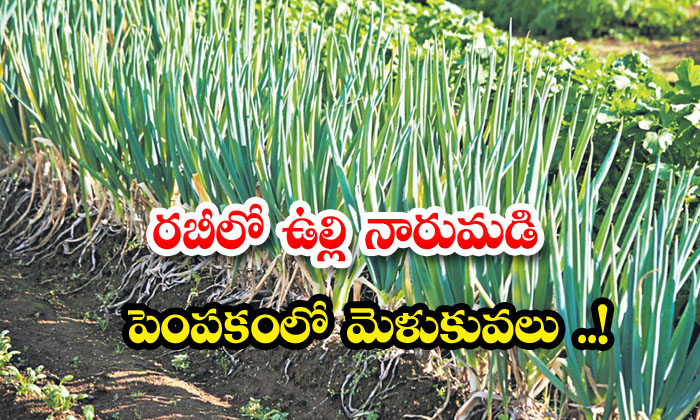 రబీలో ఉల్లి నారుమడి పెంపకంలో మెళుకువలు..