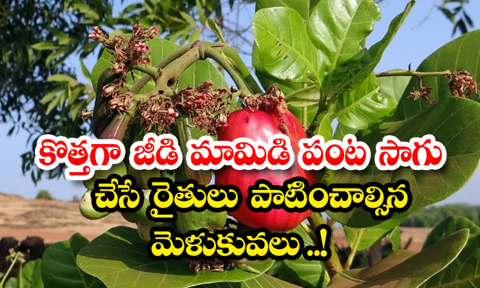 కొత్తగా జీడి మామిడి పంట సాగు చేసే రైతులు పాటించాల్సిన మెళుకువలు..