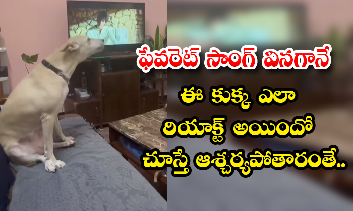 ఫేవరెట్ సాంగ్ వినగానే ఈ కుక్క ఎలా రియాక్ట్ అయిందో చూస్తే ...