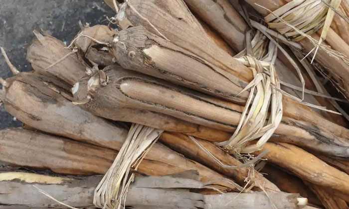 మధుమేహులకు వరం తేగలు.. రోజు తిన్నారంటే ఆరోగ్యానికి తిరుగే ఉండదు