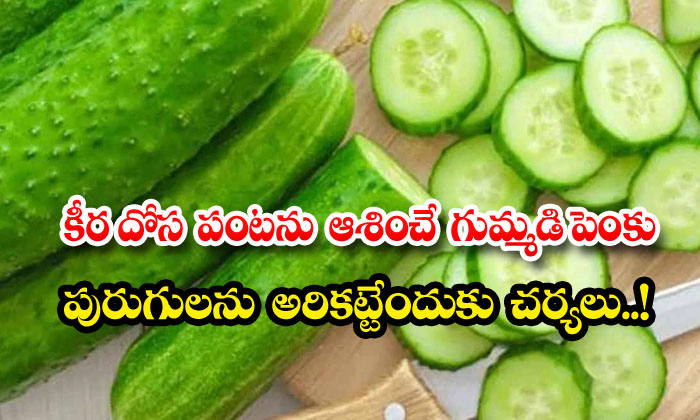 Keera : కీర దోస పంటను ఆశించే గుమ్మడి పెంకు పురుగులను అరికట్టేందుకు చర్యలు..