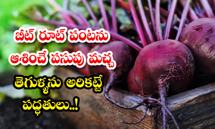 Beetroot Crop : బీట్ రూట్ పంటను ఆశించే పసుపు మచ్చ తెగుళ్లను అరికట్టే ...