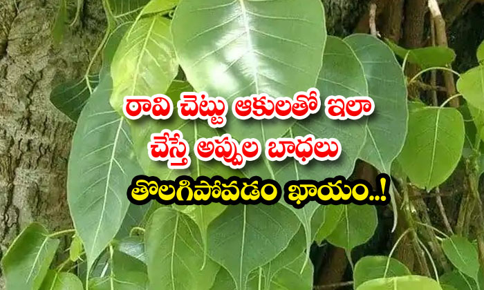 Ravi tree : రావి చెట్టు ఆకులతో ఇలా చేస్తే అప్పుల బాధలు తొలగిపోవడం ఖాయం..