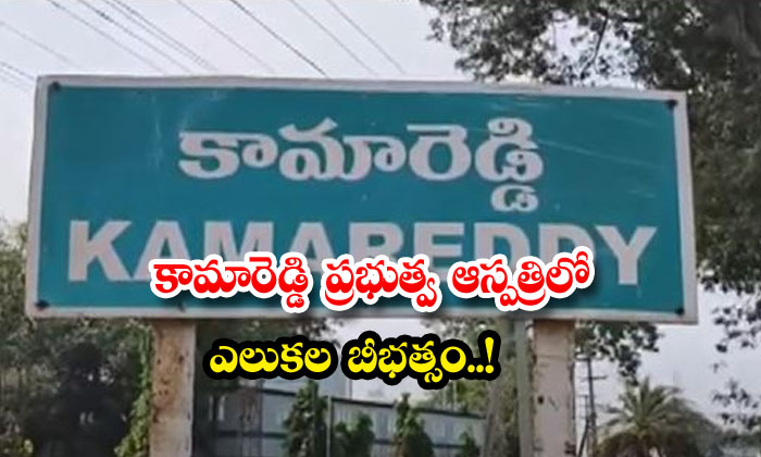 Kamareddy : కామారెడ్డి ప్రభుత్వ ఆస్పత్రిలో ఎలుకల బీభత్సం.. - Rat ...