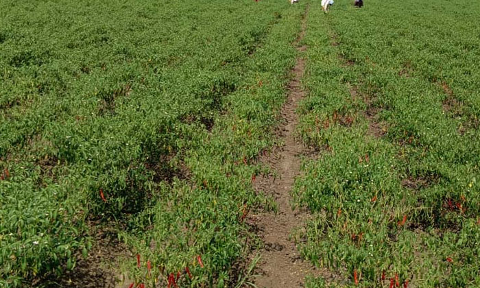 Chilli Crop : మిరప సాగులో పోషకాల యాజమాన్యంలో మెళుకువలు..