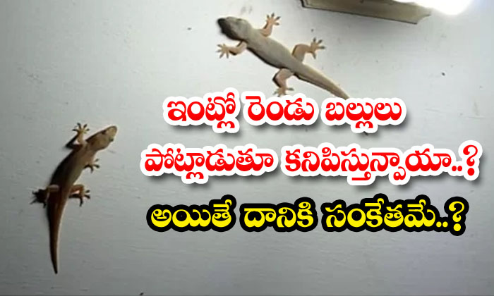 Lizards : ఇంట్లో రెండు బల్లులు పోట్లాడుతూ కనిపిస్తున్నాయా.. అయితే ...